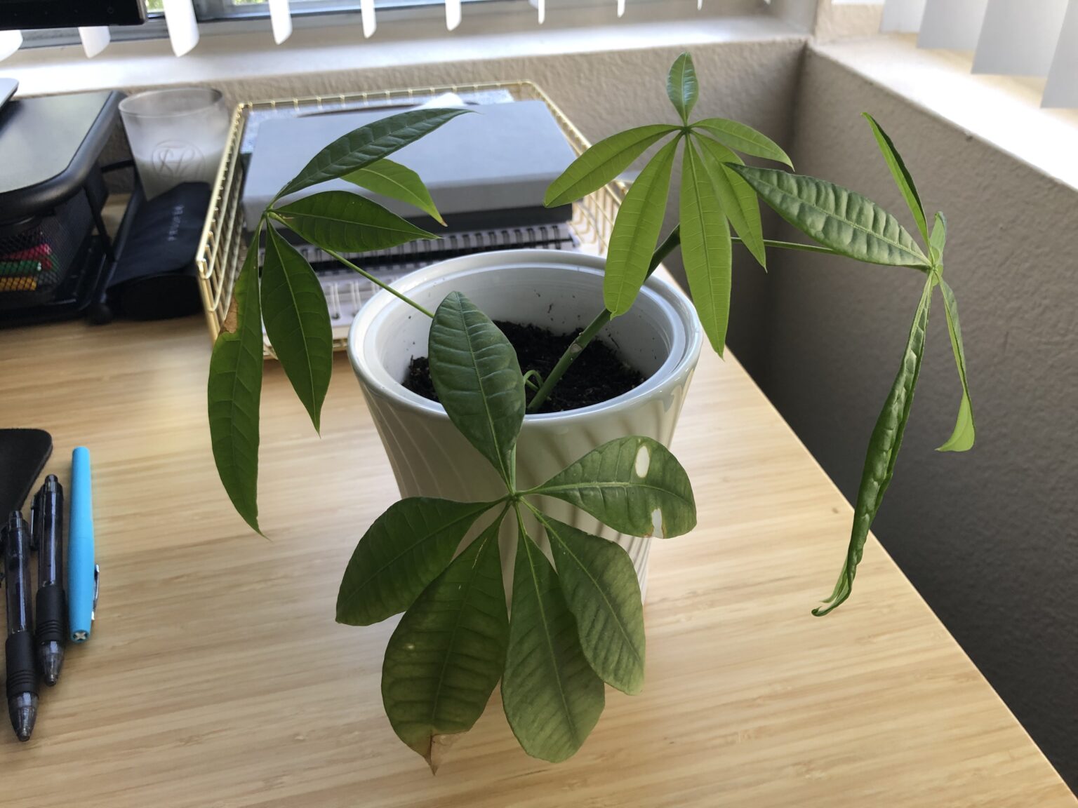 Horticulture Propagating My Money Tree Bobbieness horticulture-propagating-my-money-tree-bobbieness