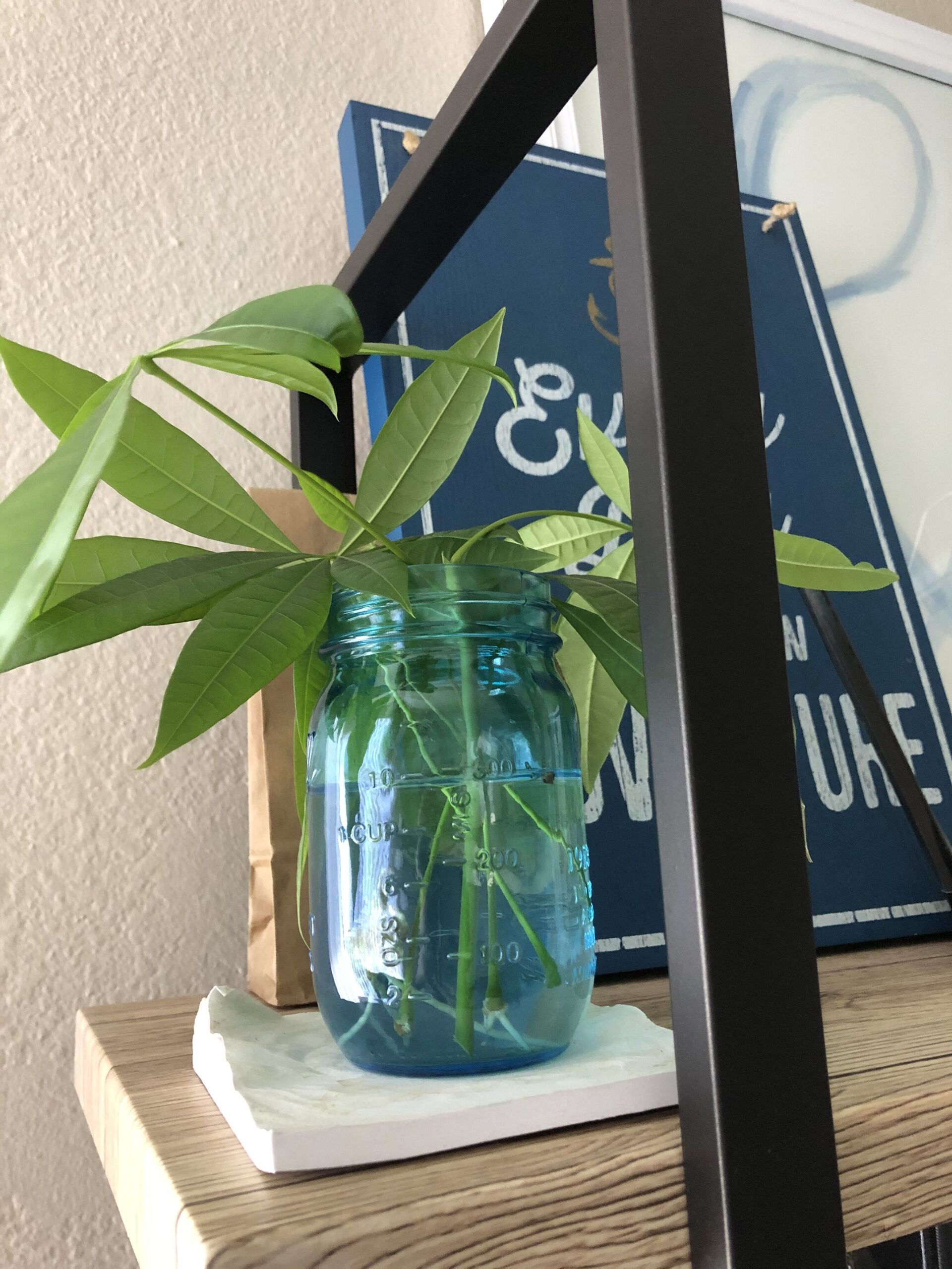 Horticulture: Propagating My Money Tree – Bobbieness