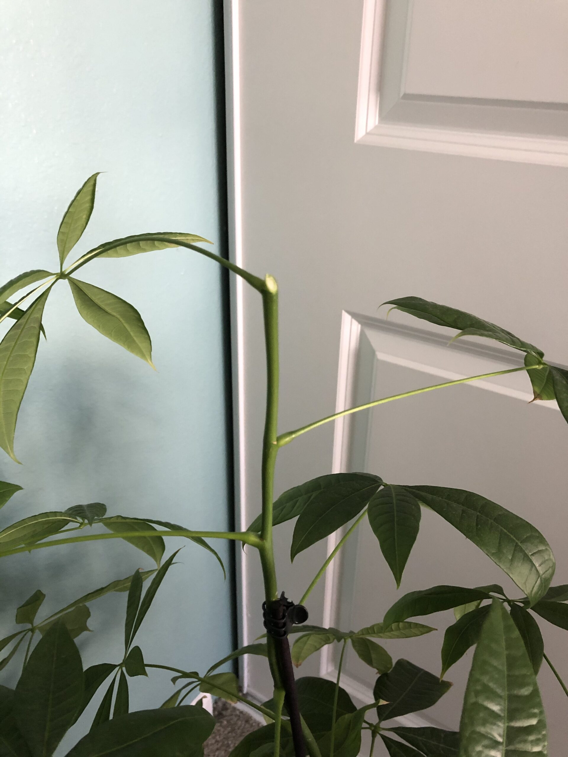 Horticulture: Propagating My Money Tree – Bobbieness