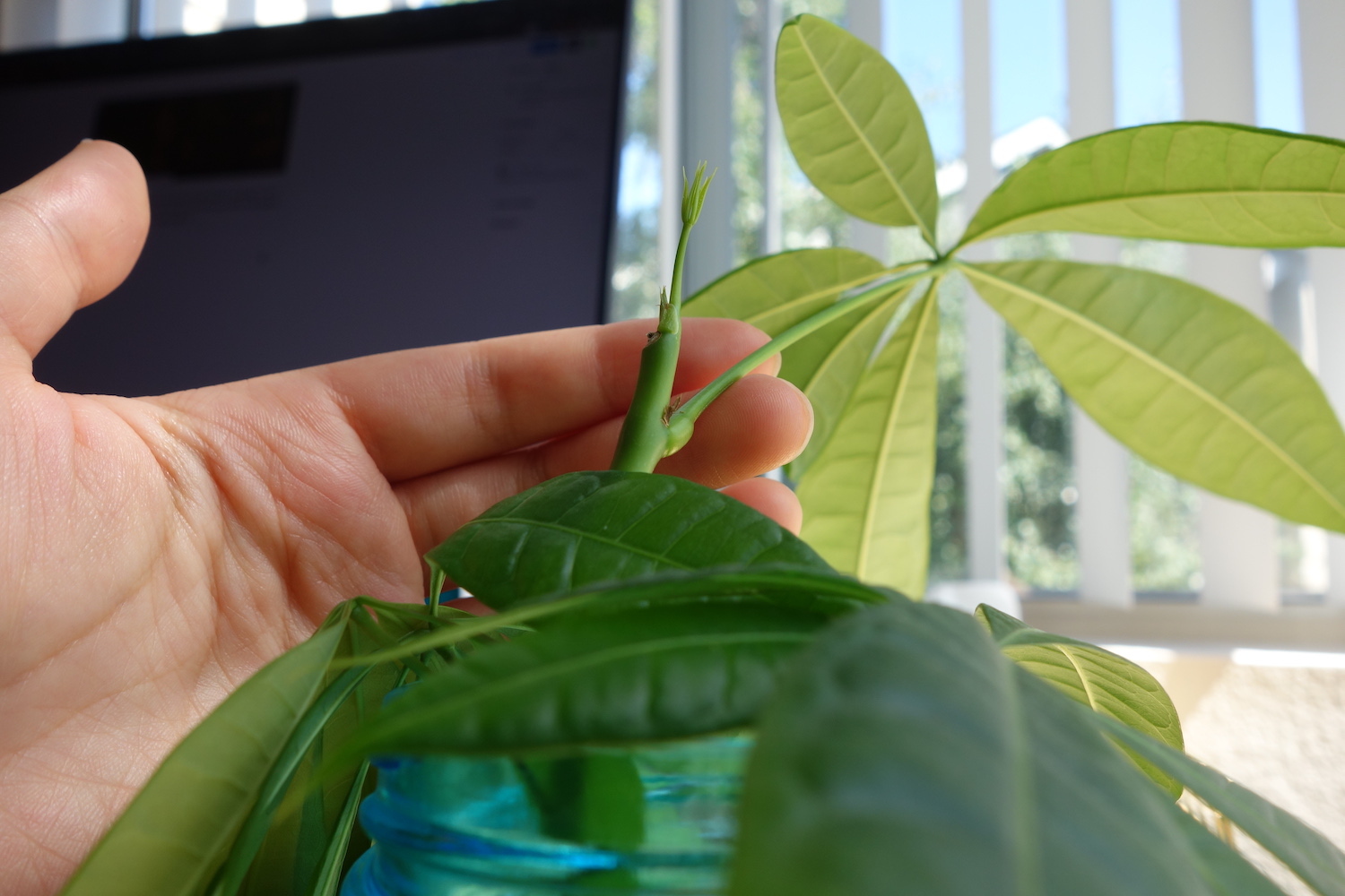 Horticulture: Propagating My Money Tree – Bobbieness